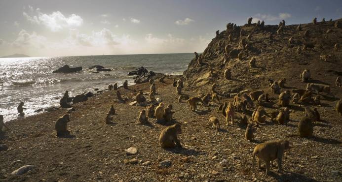 El huracán María devastó la Isla de los Monos en Puerto Rico | La ...