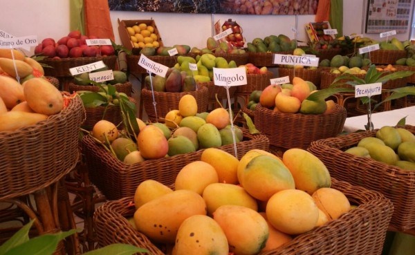 En Baní XIV Feria Expo Mango 2018 con más de 100 variedades | La Nación ...