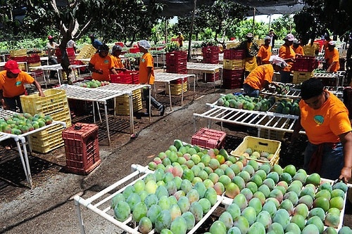 Anncian Feria del Mango, del 19 al 23 de junio, en Baní | La Nación ...