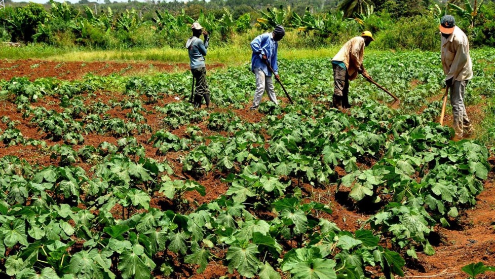 Gobierno ha entregado menos de RD$500 millones de los RD$5 mil millones ...